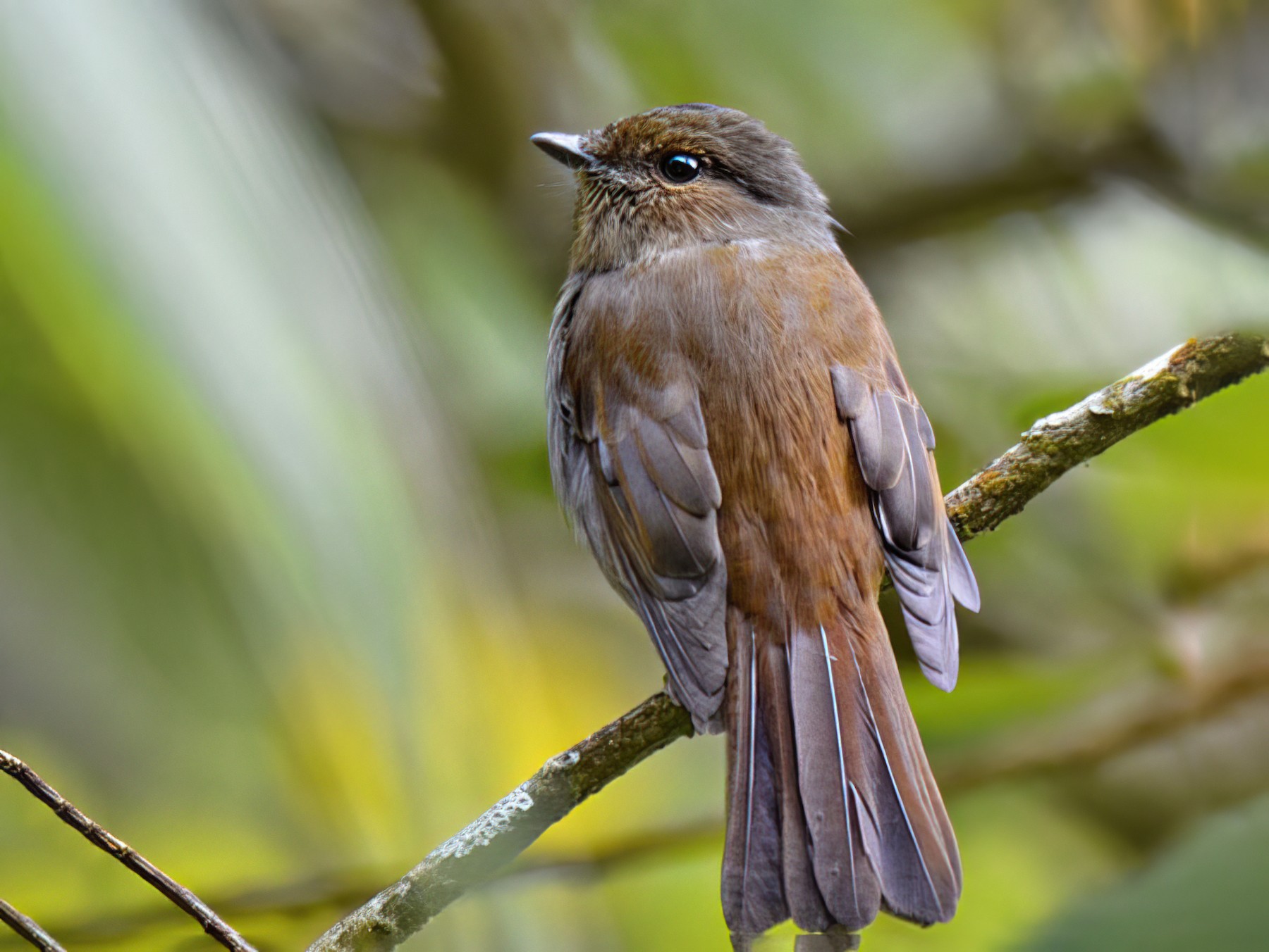 Rufous-vented Niltava - eBird