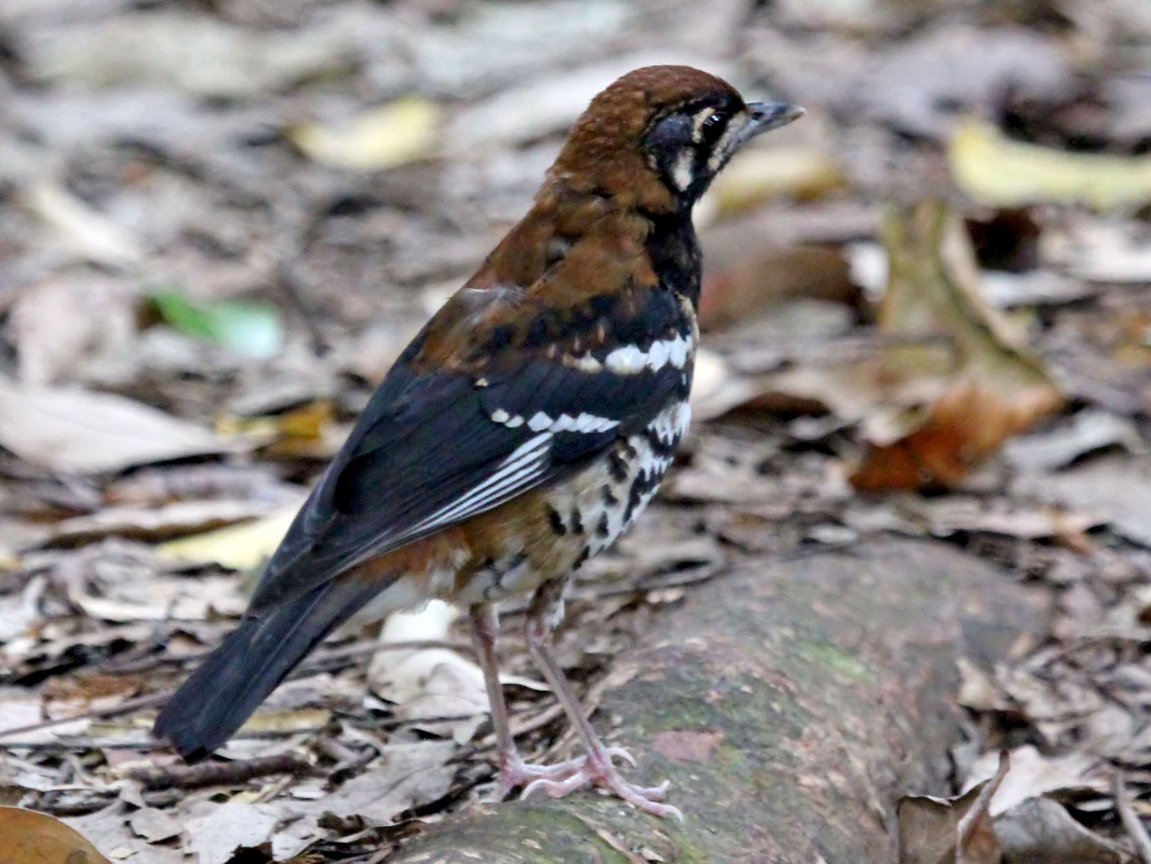Anis punggung-merah - eBird