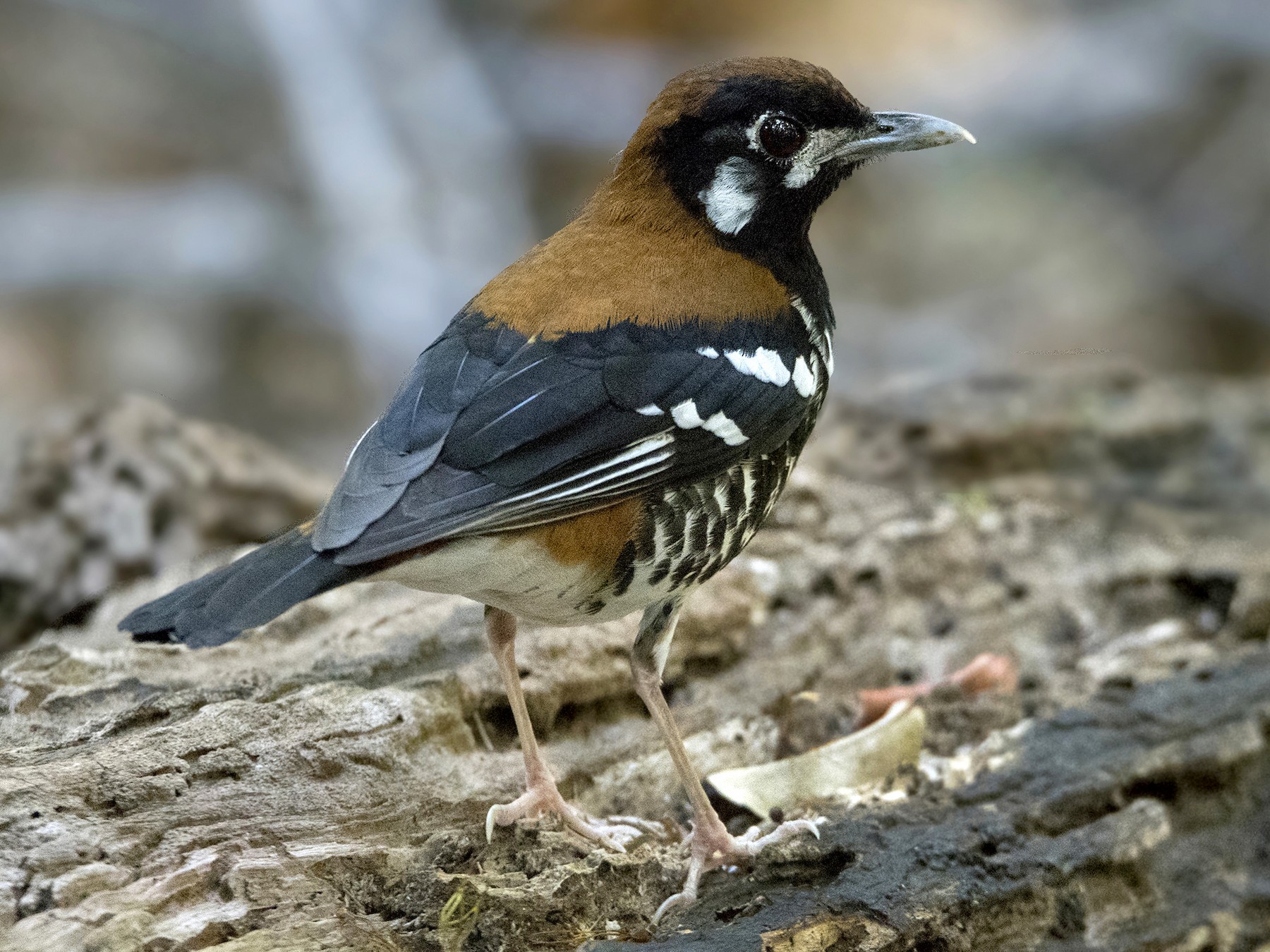 Red-backed Thrush - eBird