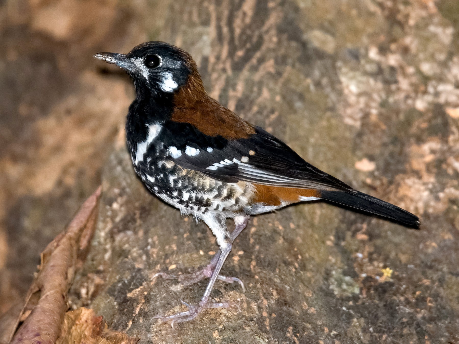Rusty-backed Thrush - eBird