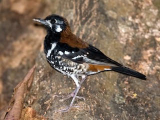 Rusty-backed Thrush - eBird