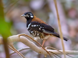 Rusty-backed Thrush - eBird