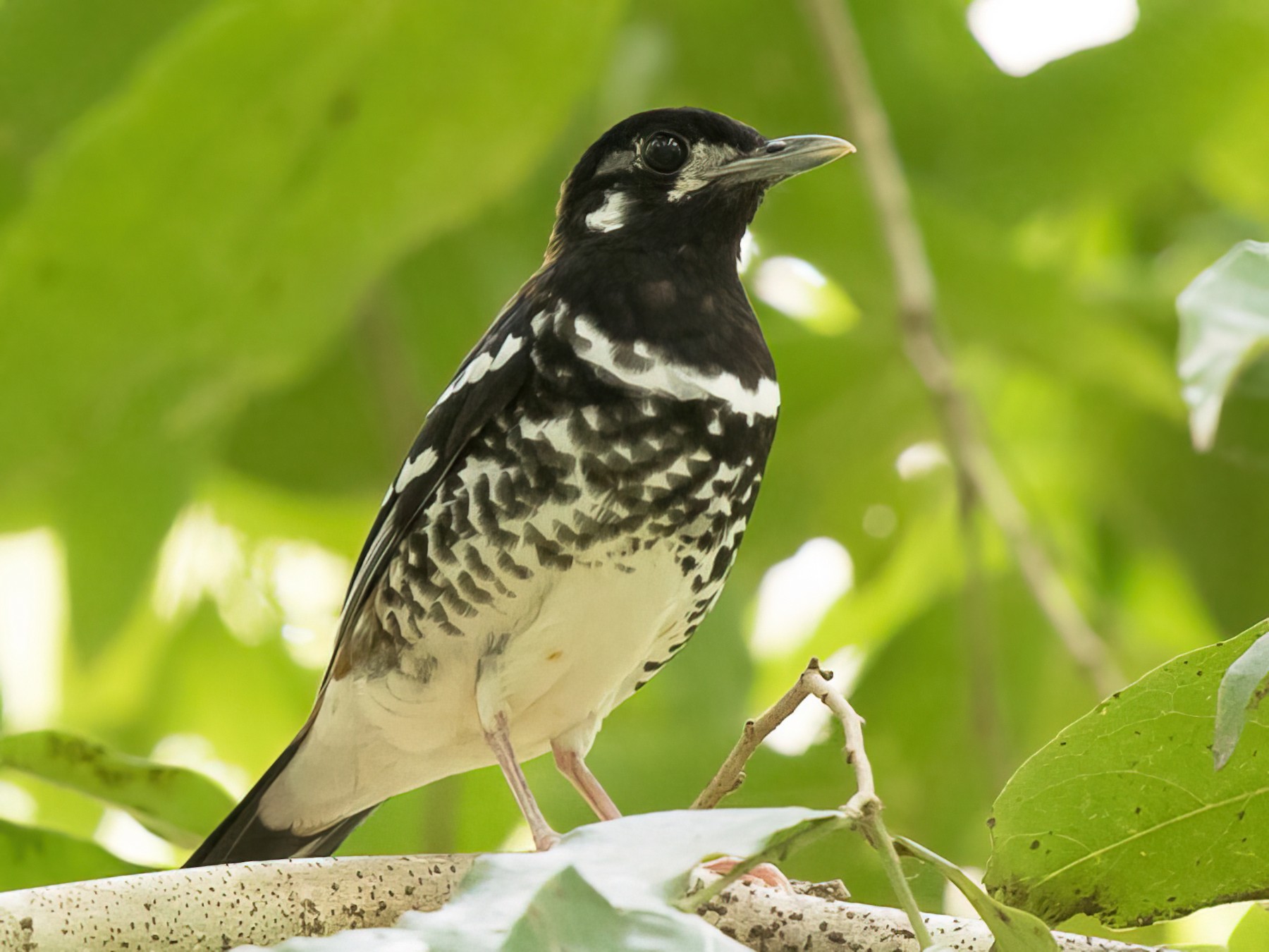 Rusty-backed Thrush - eBird