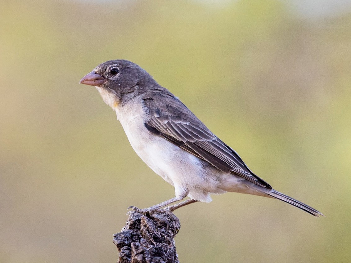 Sahel Bush Sparrow - eBird