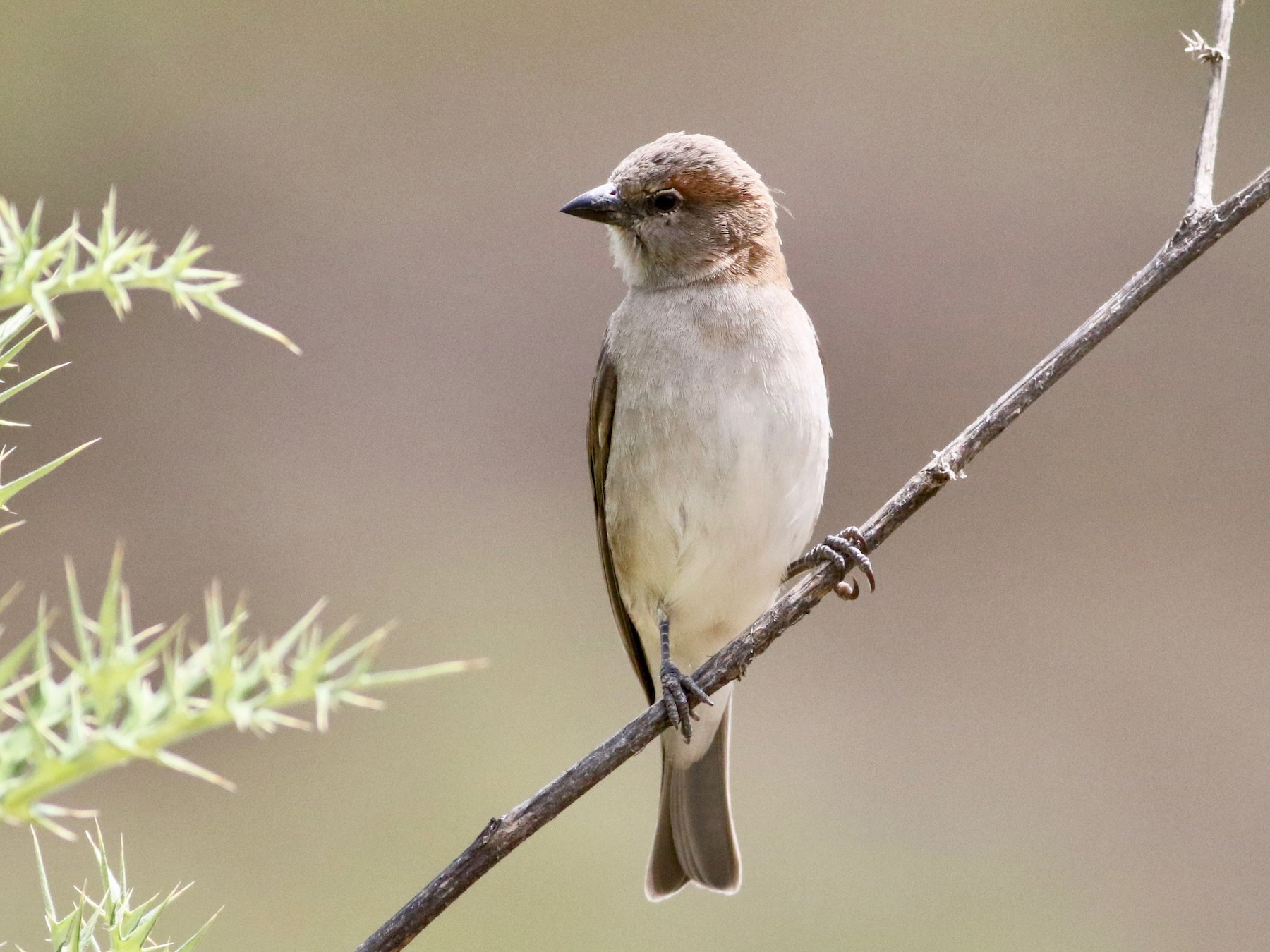 Sahel Bush Sparrow - eBird