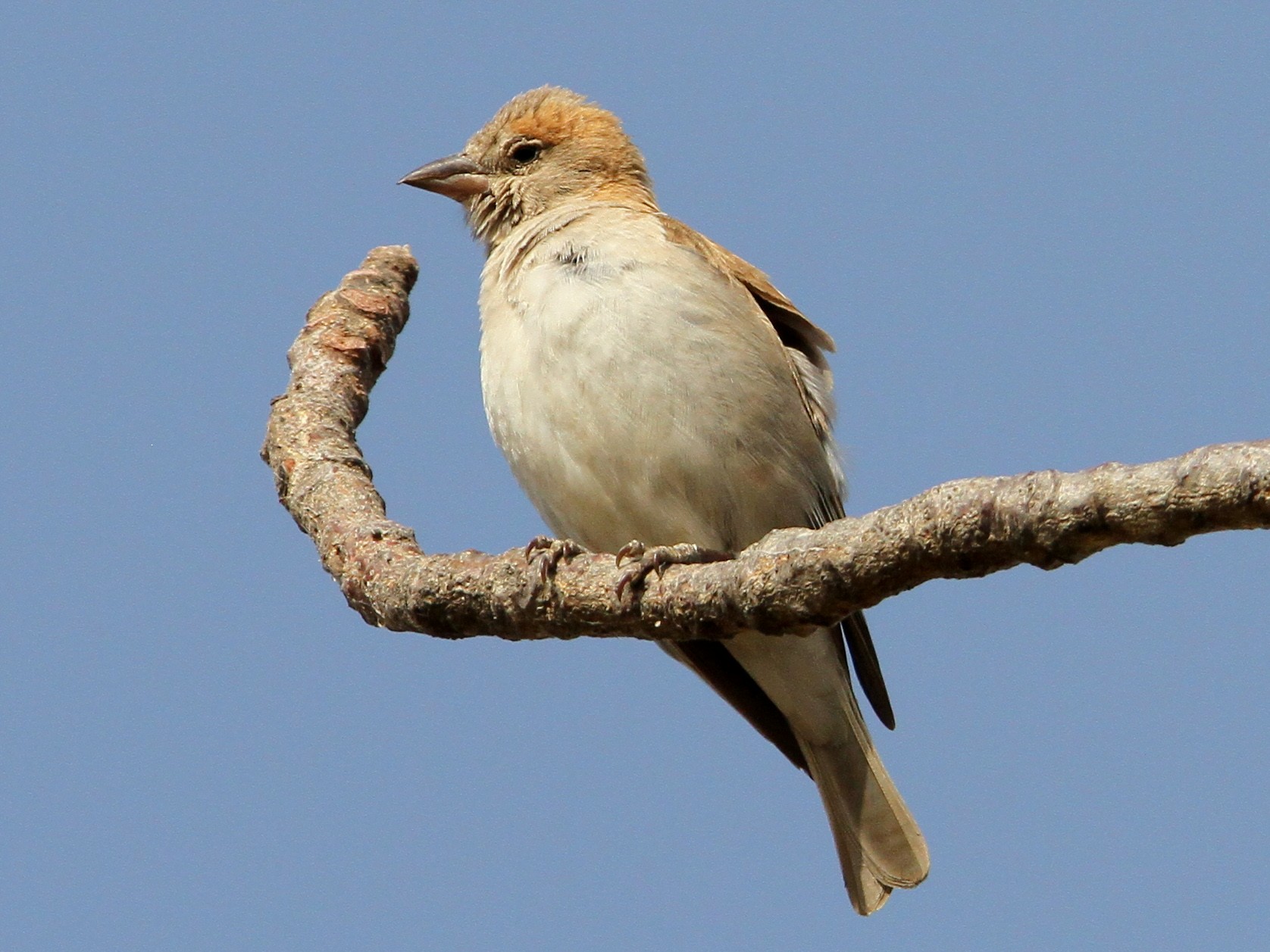 Sahel Bush Sparrow - eBird