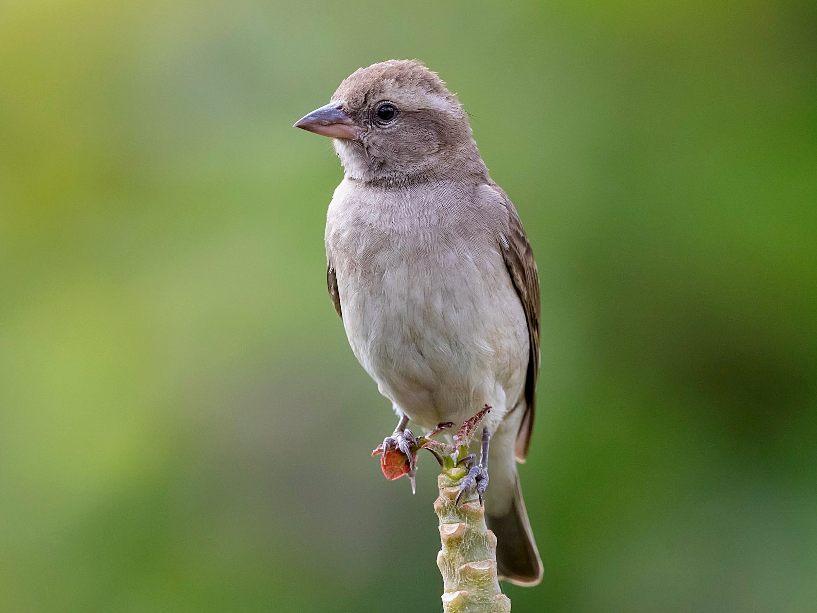 Sahel Bush Sparrow - eBird