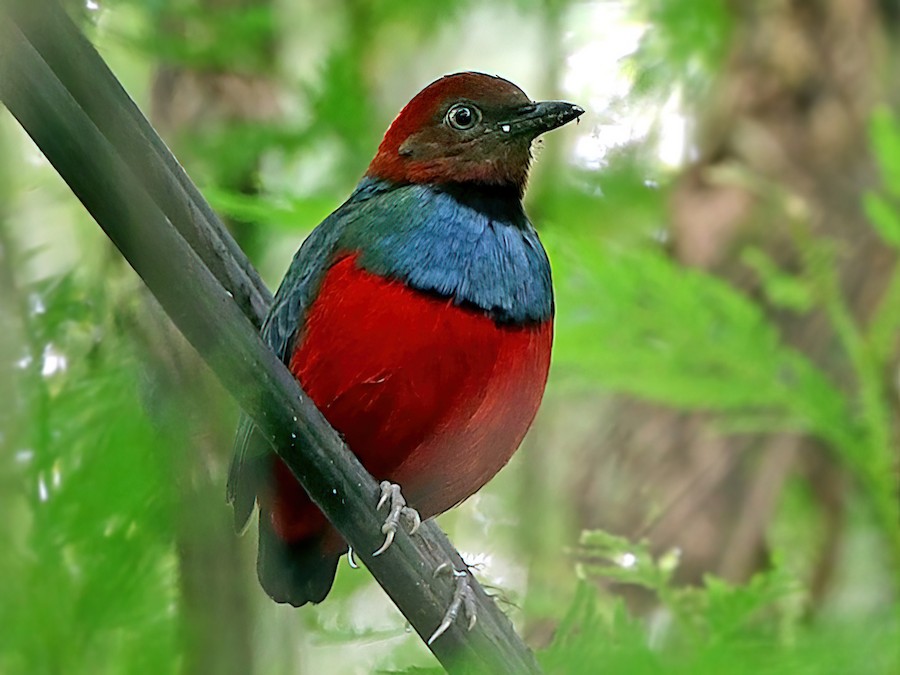 Sulawesi Pitta (Sangihe) - eBird