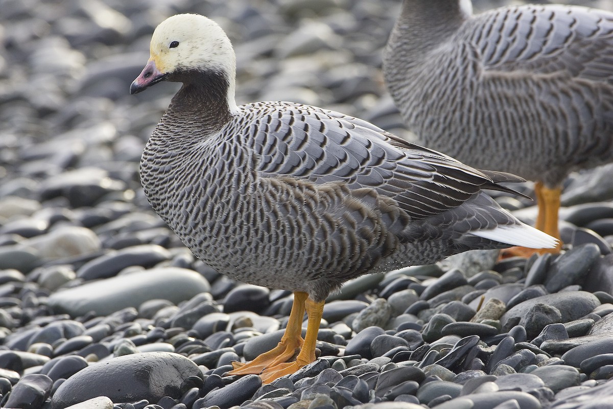 eBird Checklist - 18 Feb 2005 - Homer Spit--Lands End - 2 species