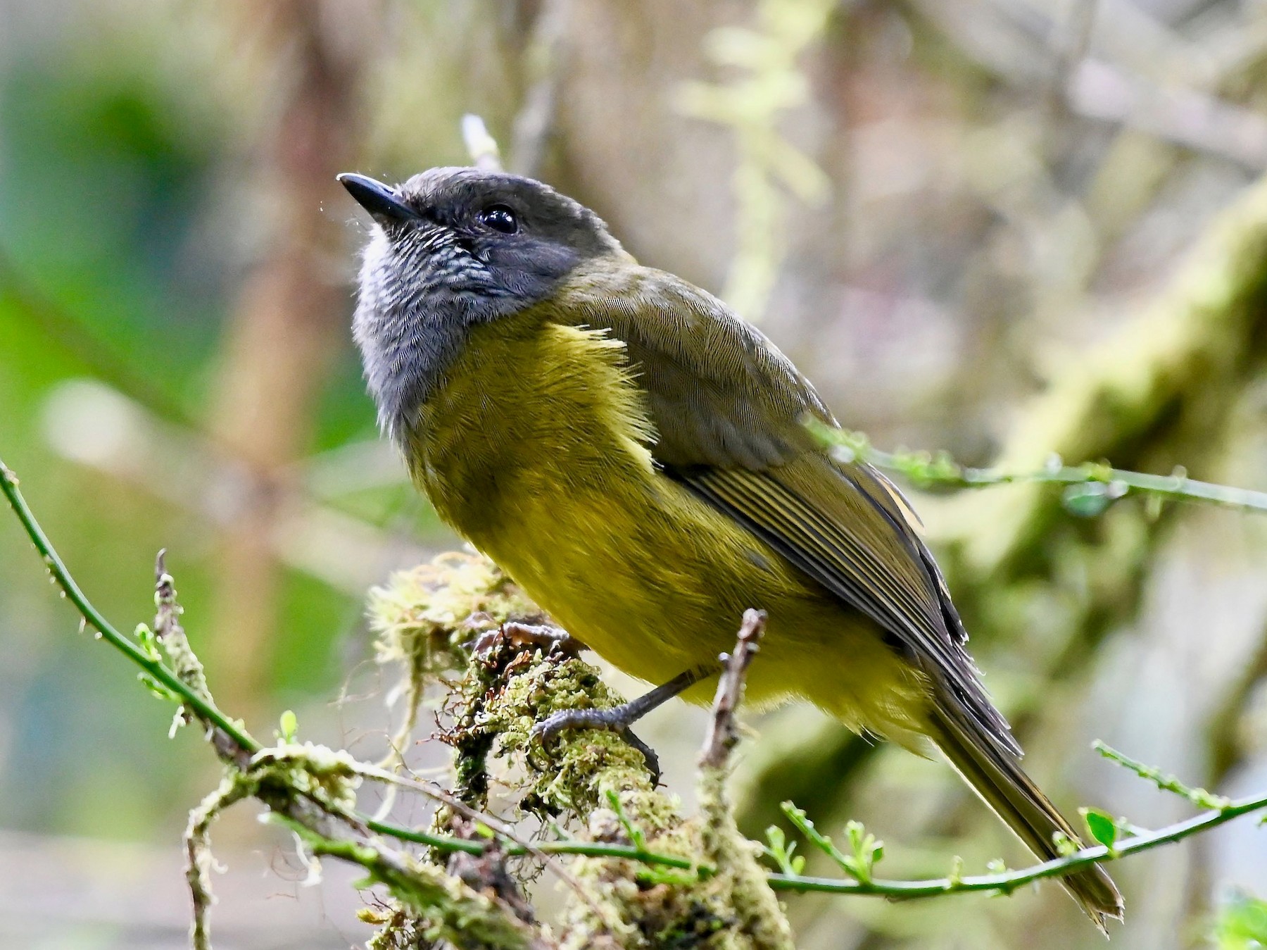 Sclater's Whistler - eBird