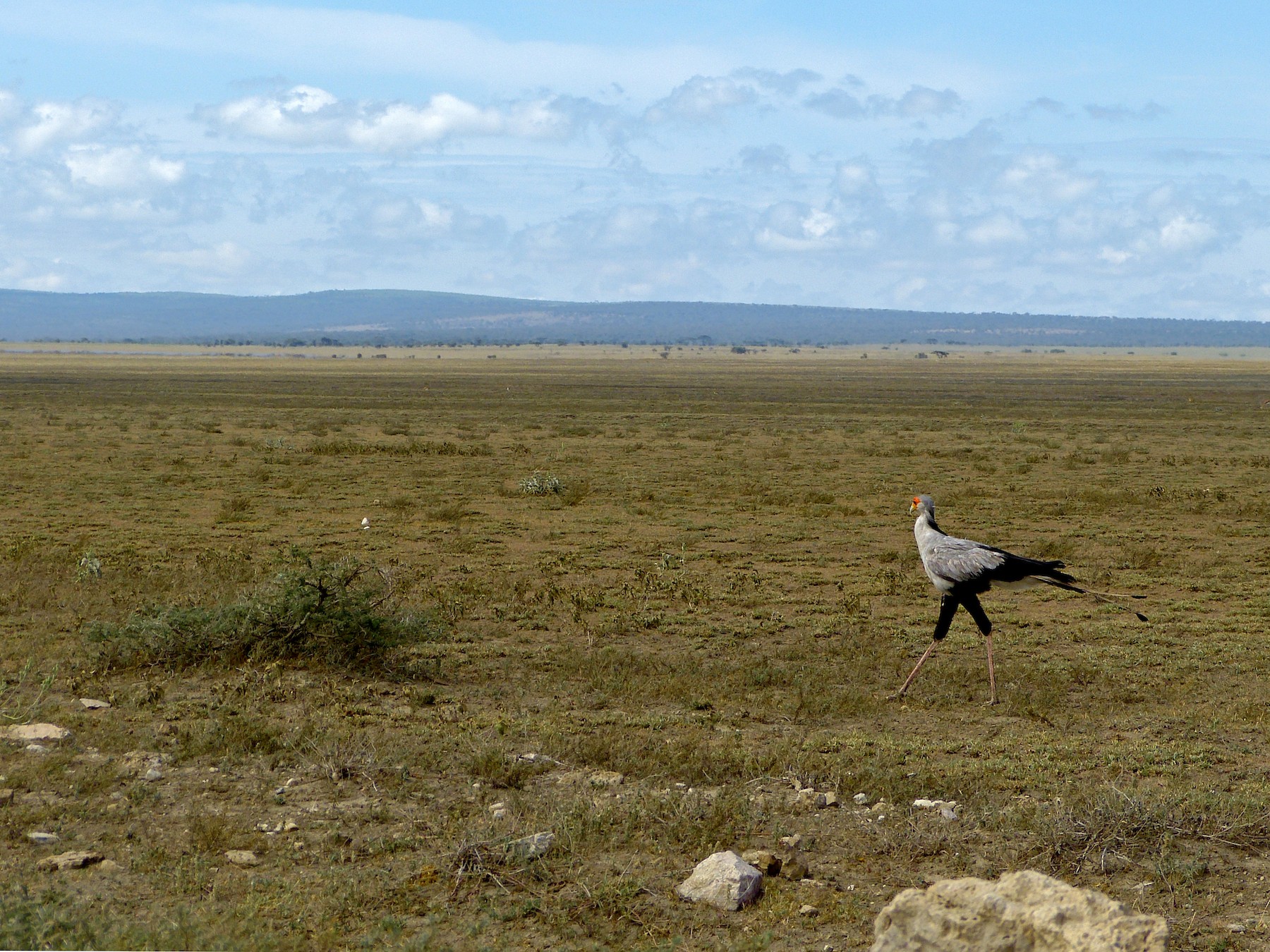 Secretarybird - eBird