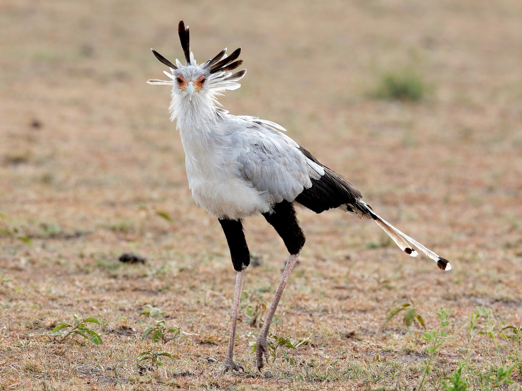 Secretary Bird