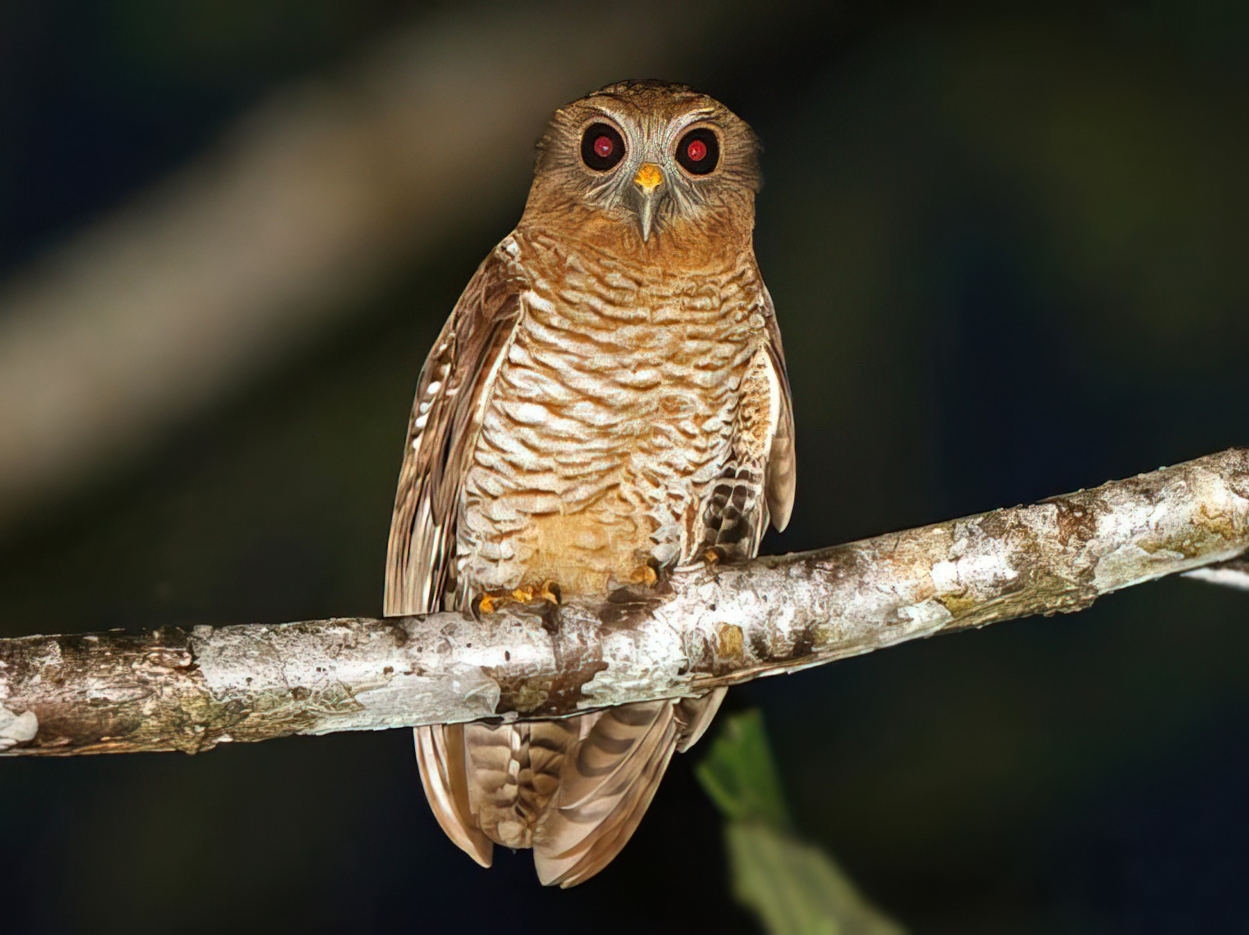 Seram Boobook - eBird