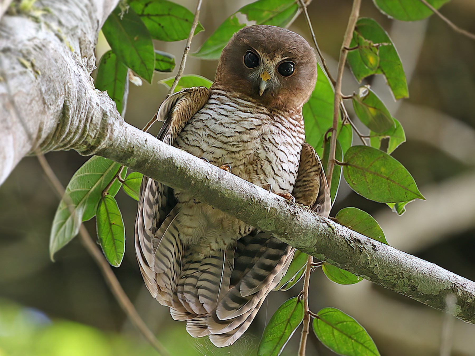 Seram Boobook - eBird