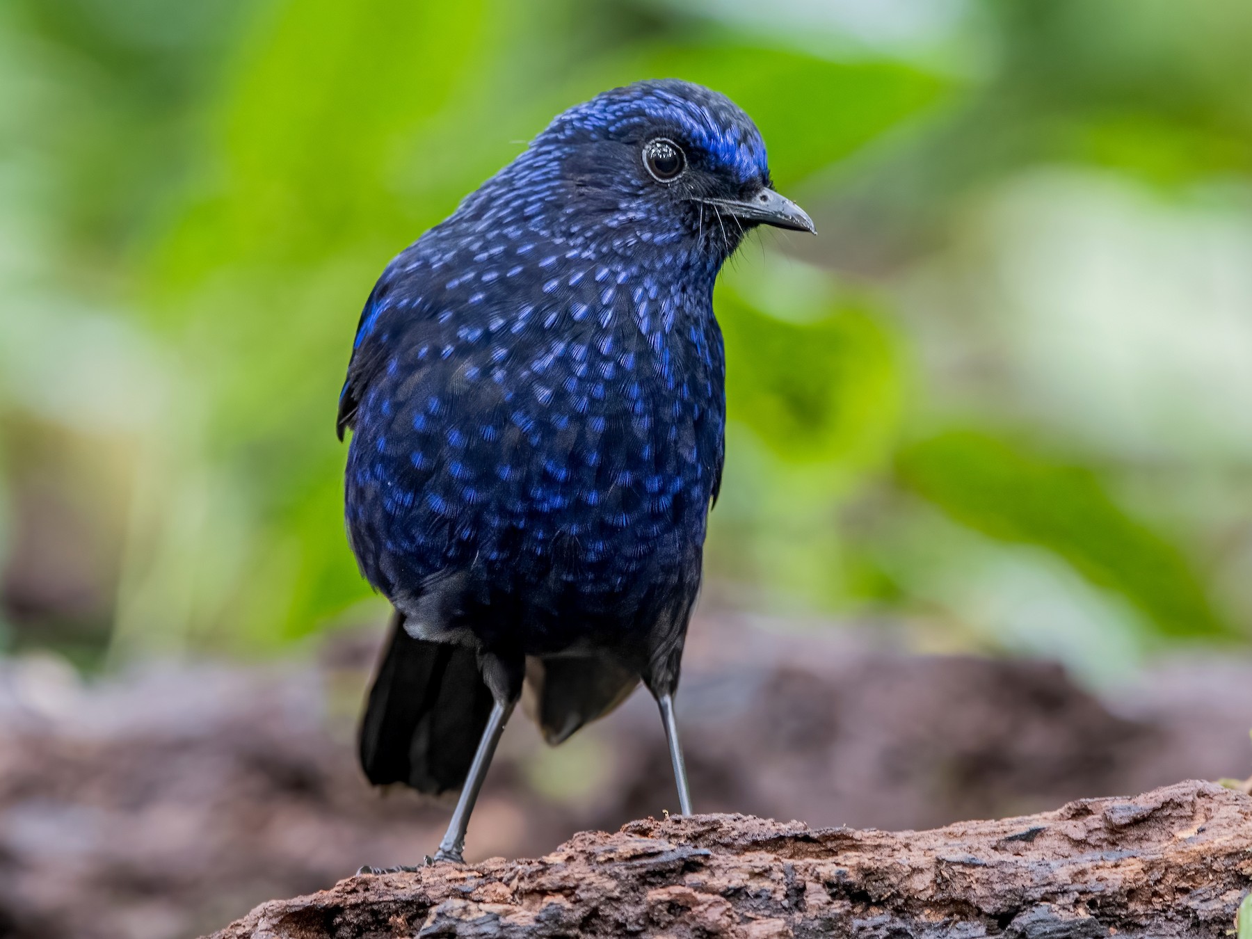 Shiny Whistling-Thrush - eBird