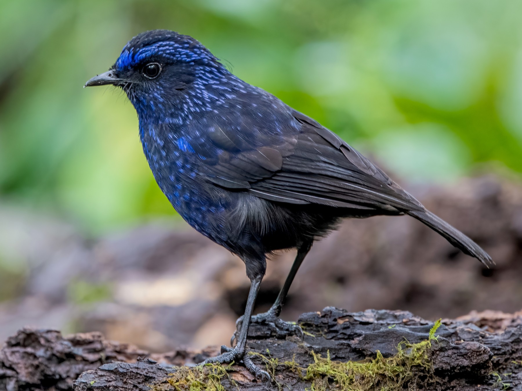 Shiny Whistling-Thrush - eBird