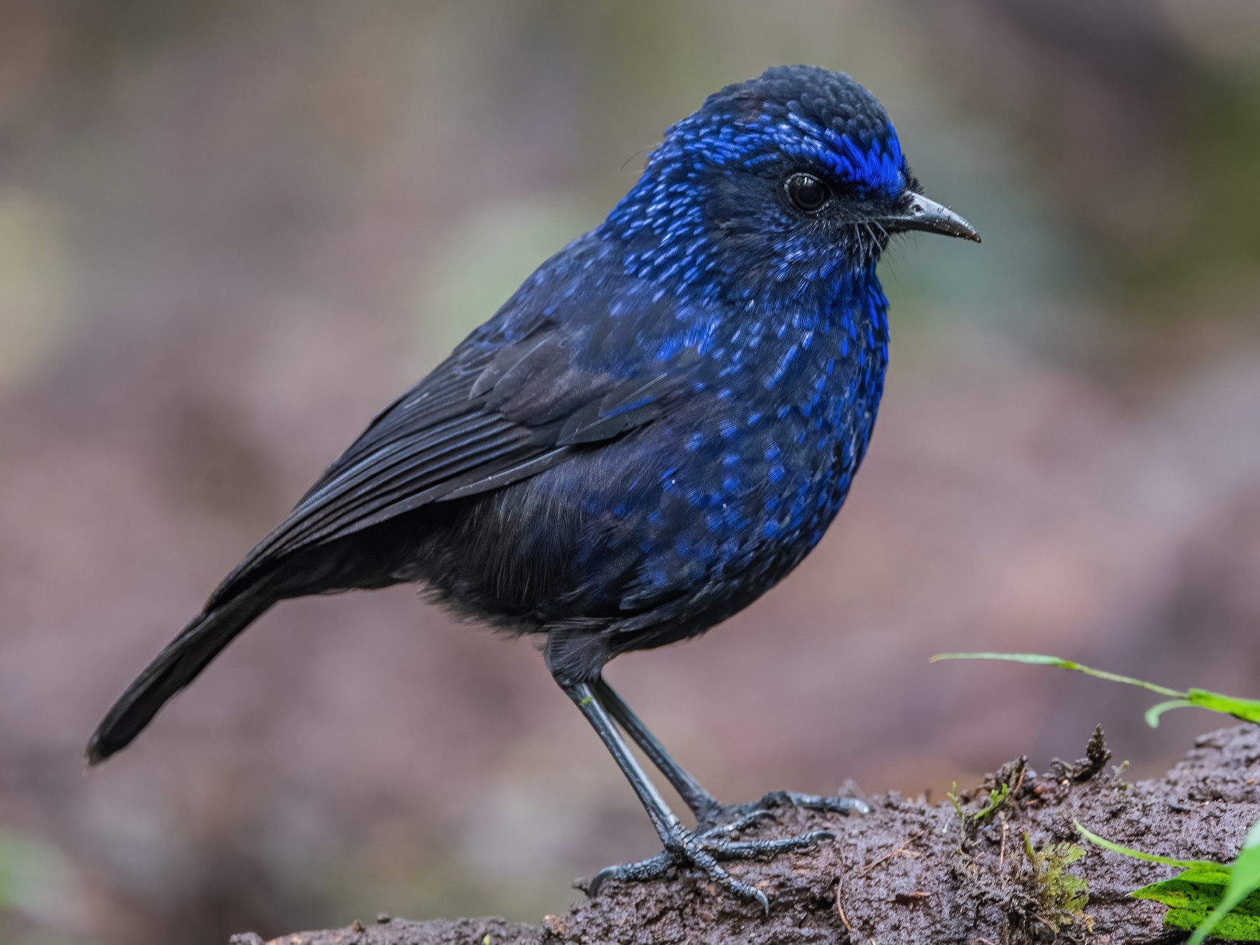 Shiny Whistling-Thrush - eBird