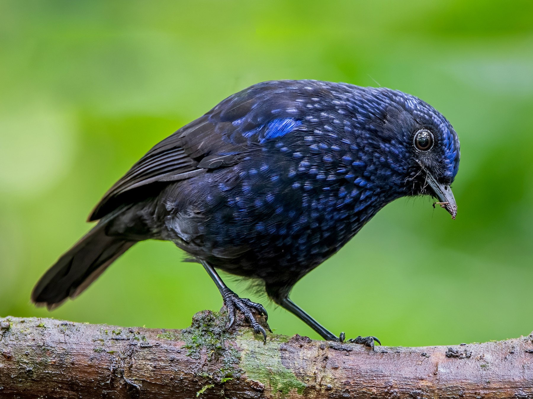 Shiny Whistling-Thrush - eBird