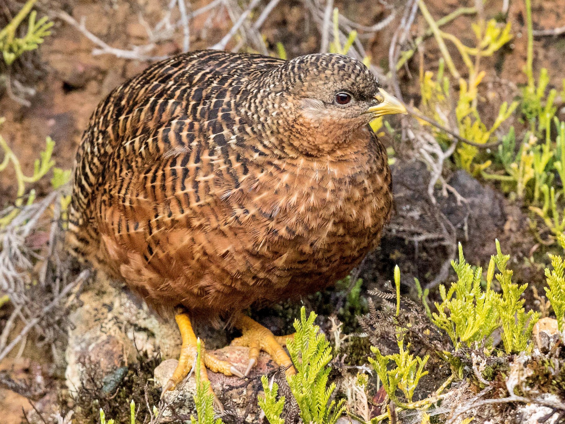 Snow Mountain Quail - eBird