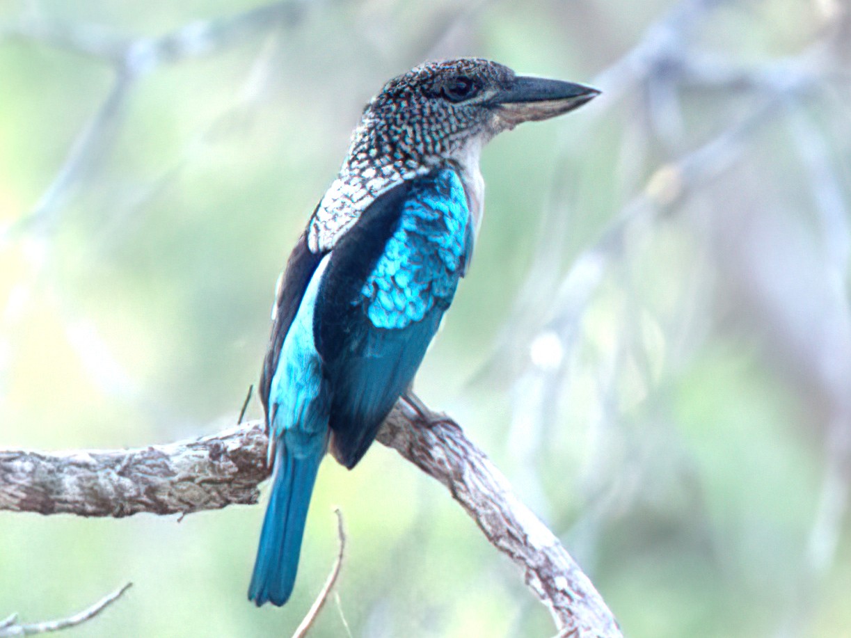 kukabura łuskowana - eBird