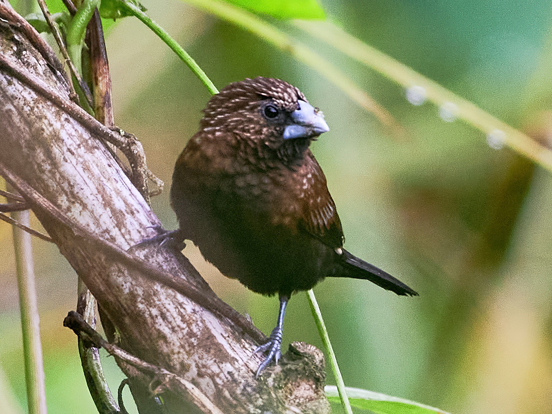 Streak-headed Munia - eBird