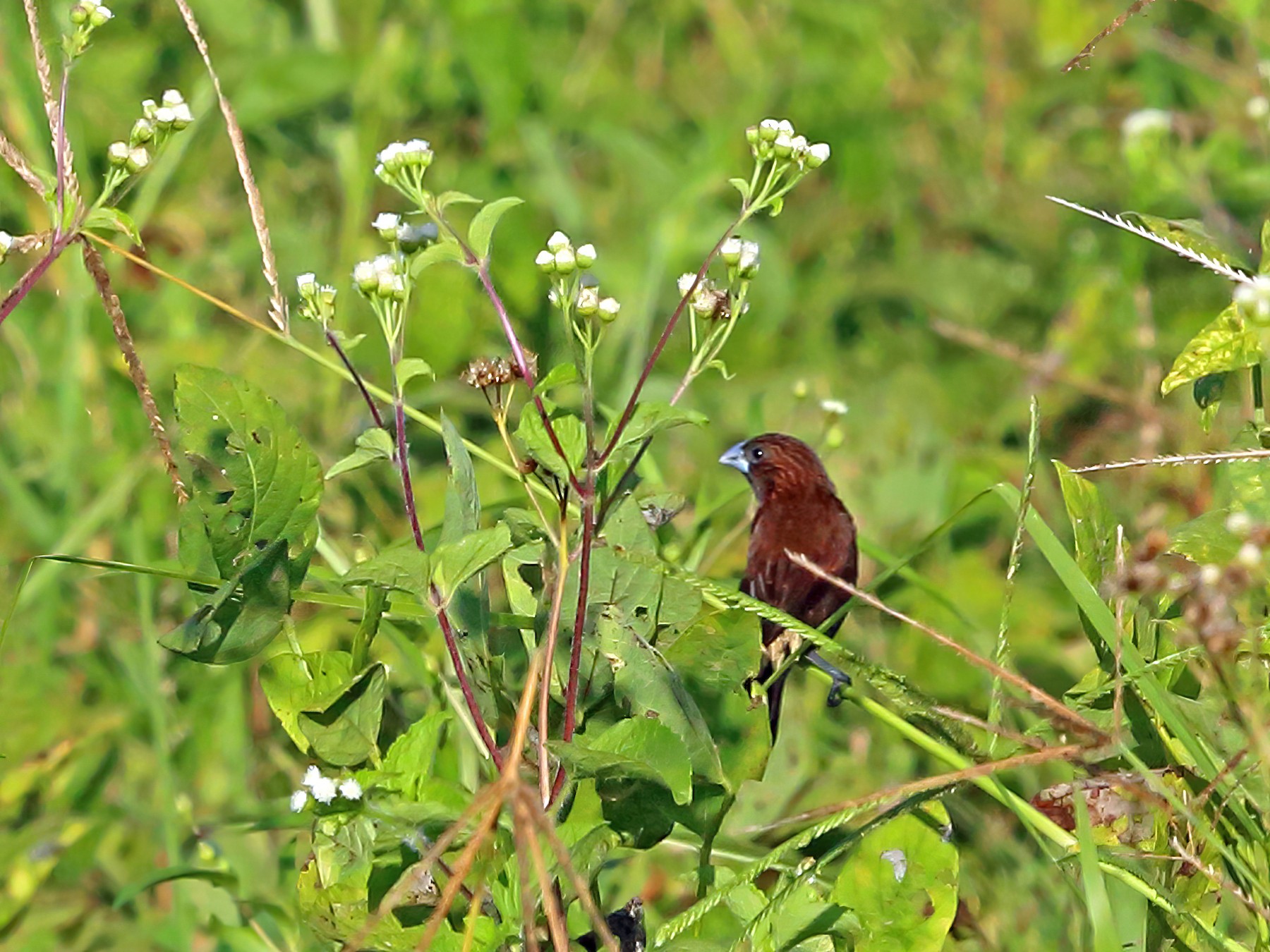 Capuchino Cabeciestriado - eBird