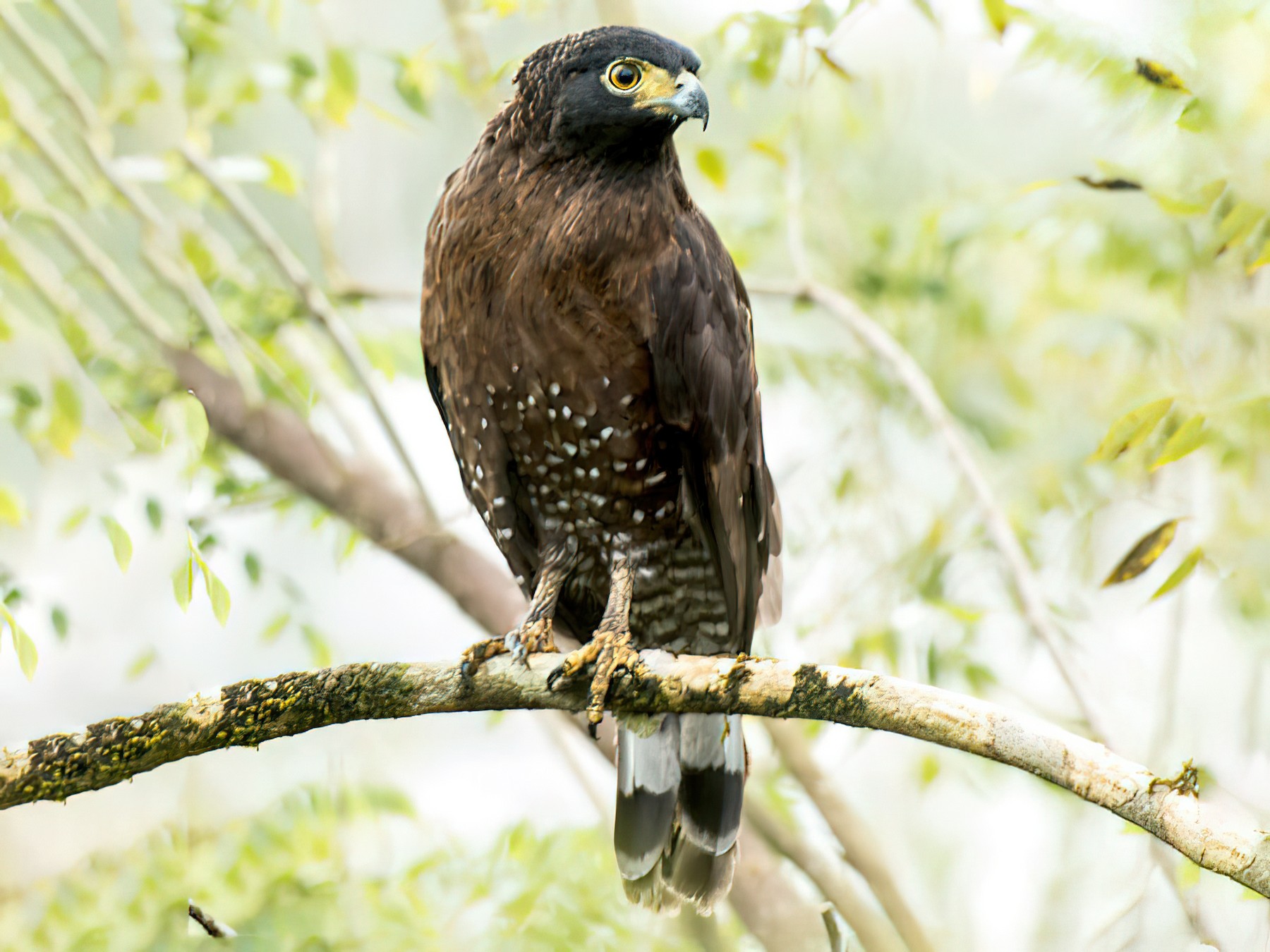 Sulawesi Serpent-Eagle - eBird