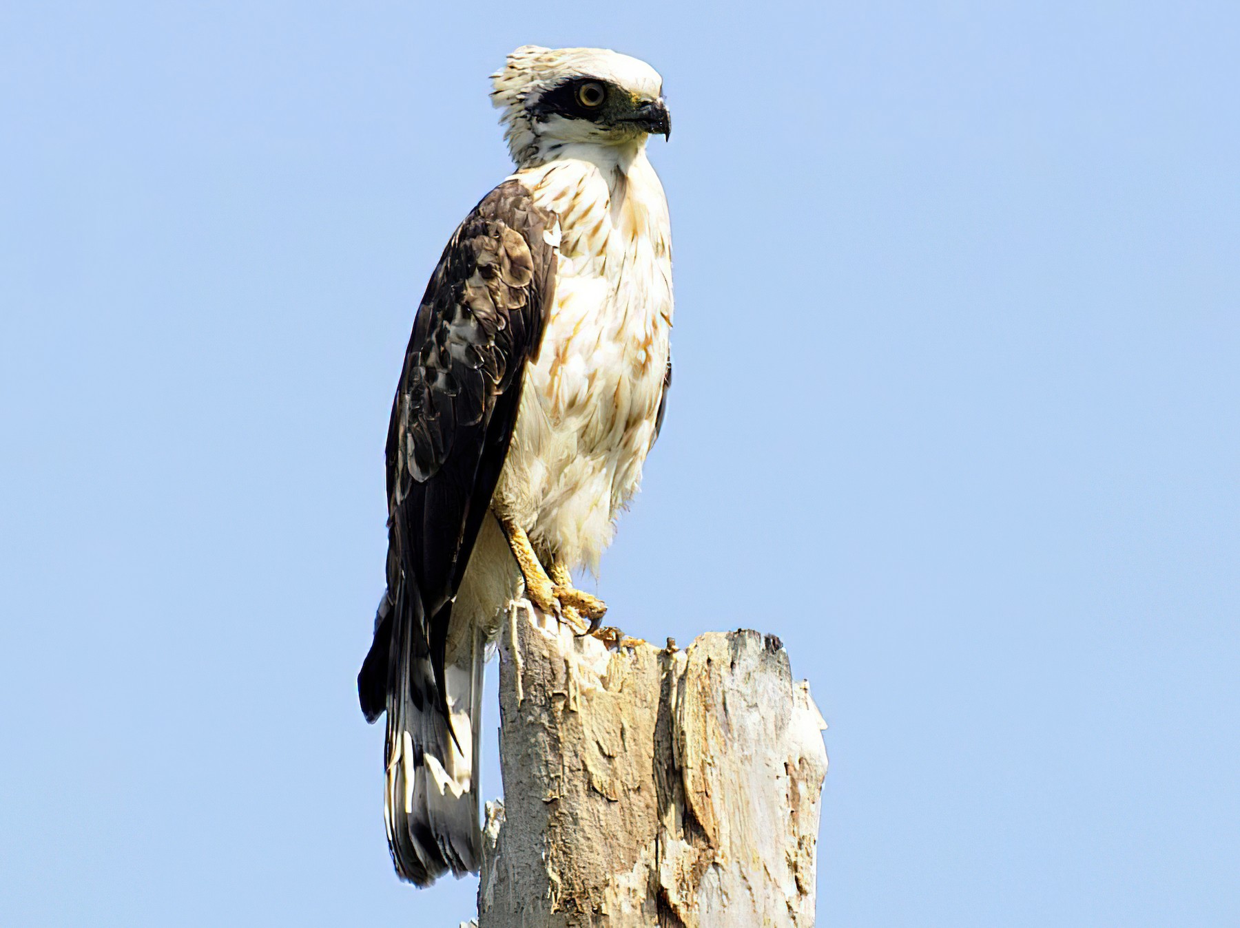 Sulawesi Serpent-Eagle - eBird