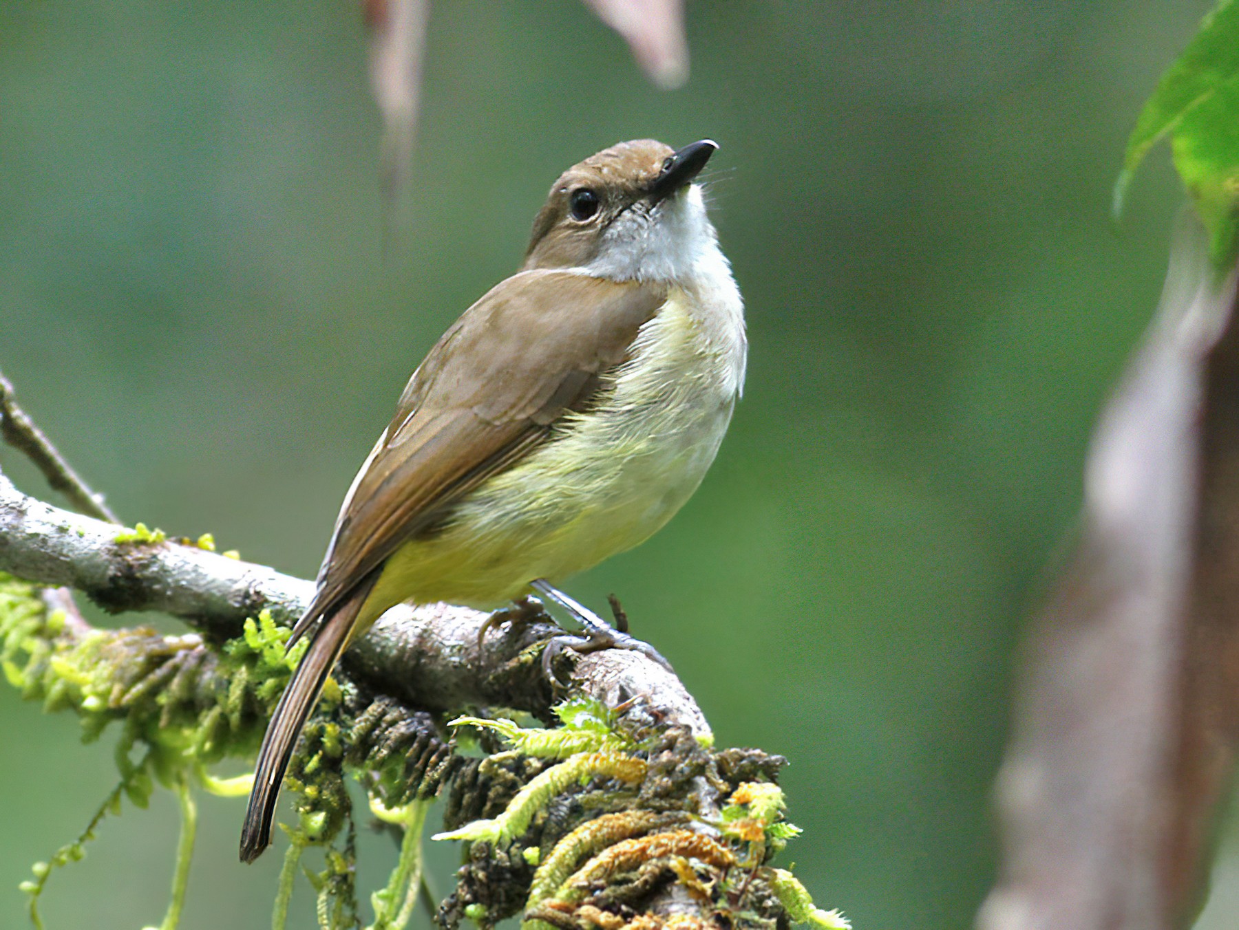 Silbador Ventrisulfúreo - eBird