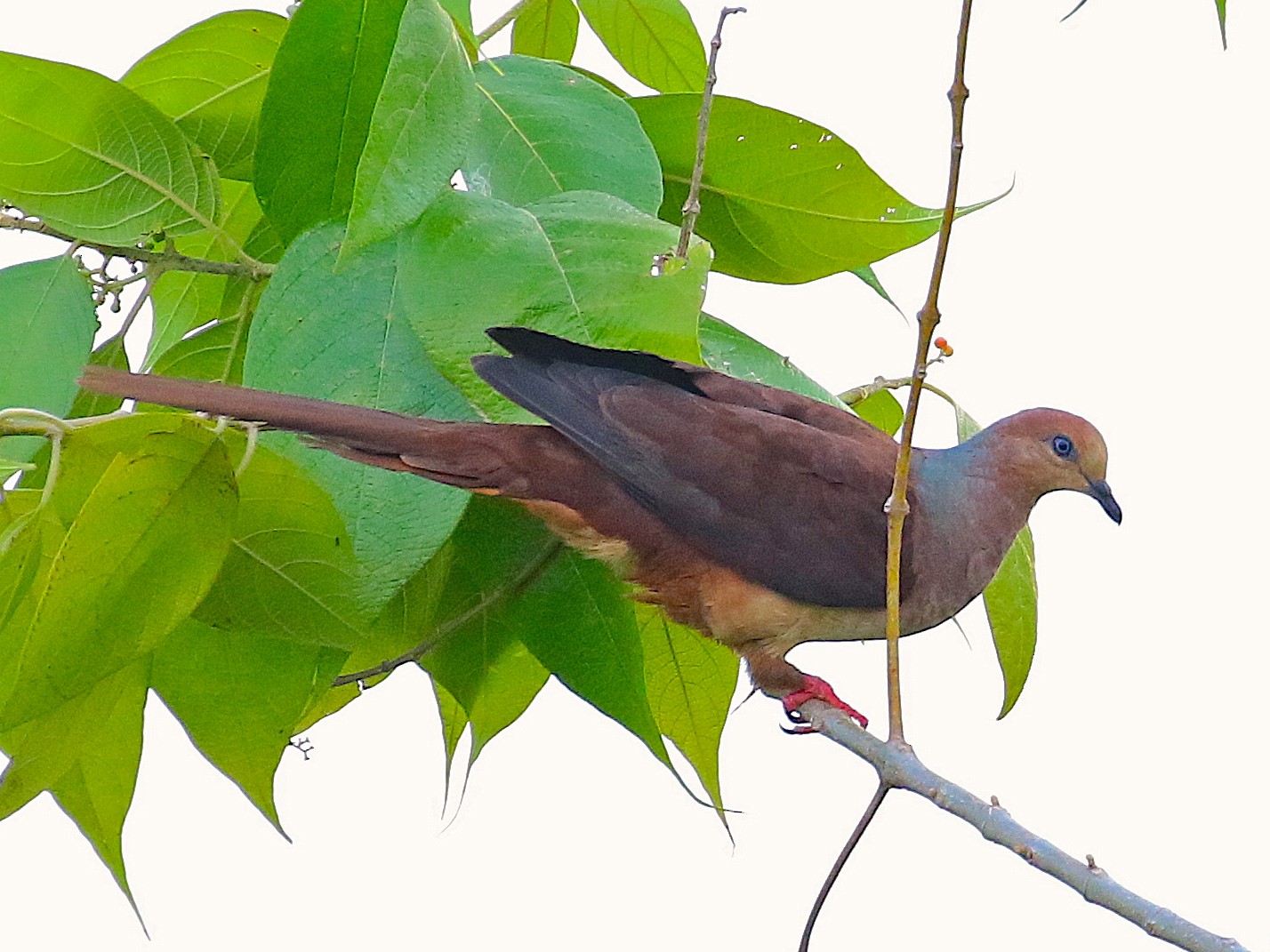 Sultan's Cuckoo-Dove - eBird