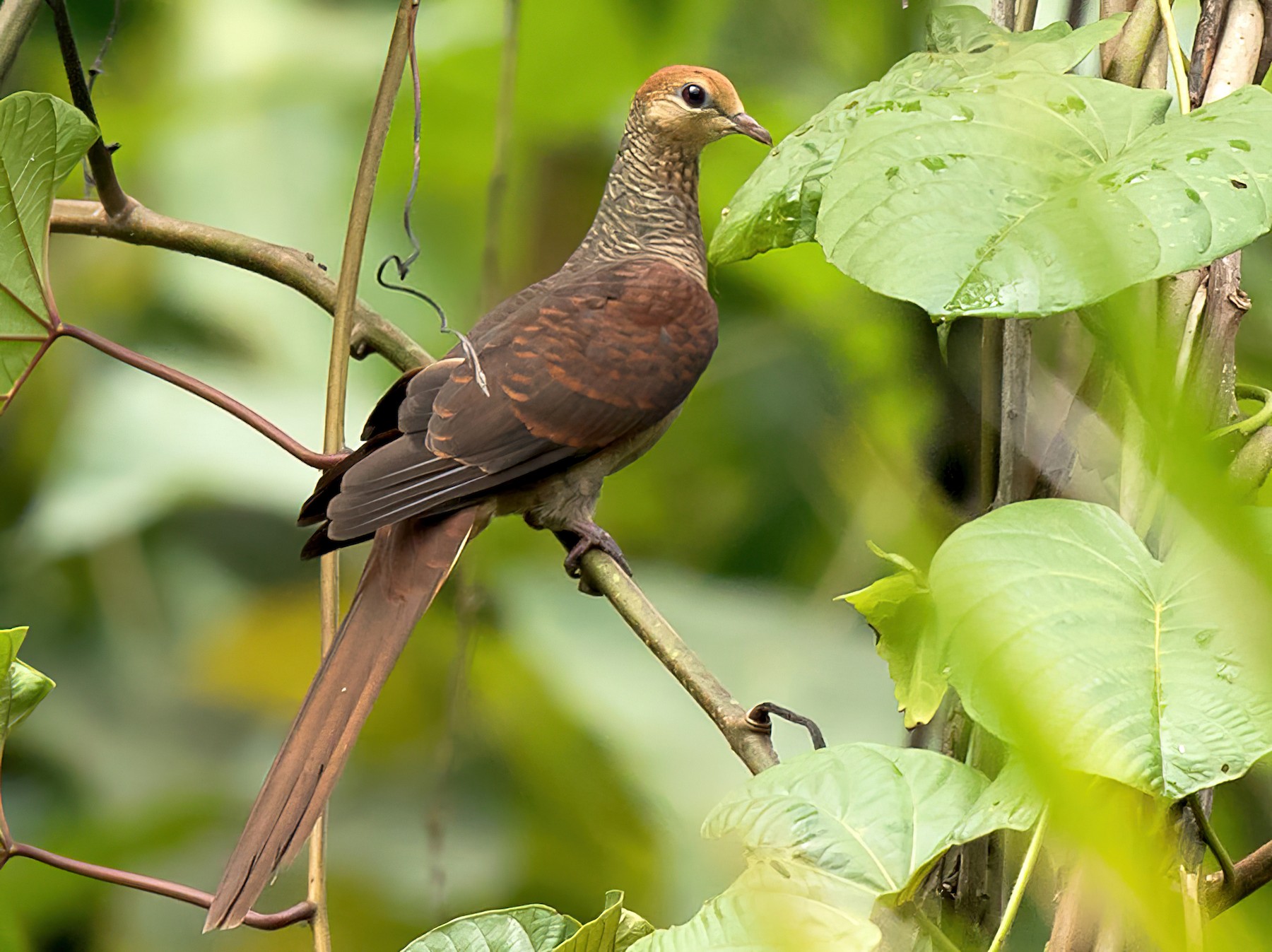 Sultan's Cuckoo-Dove - eBird