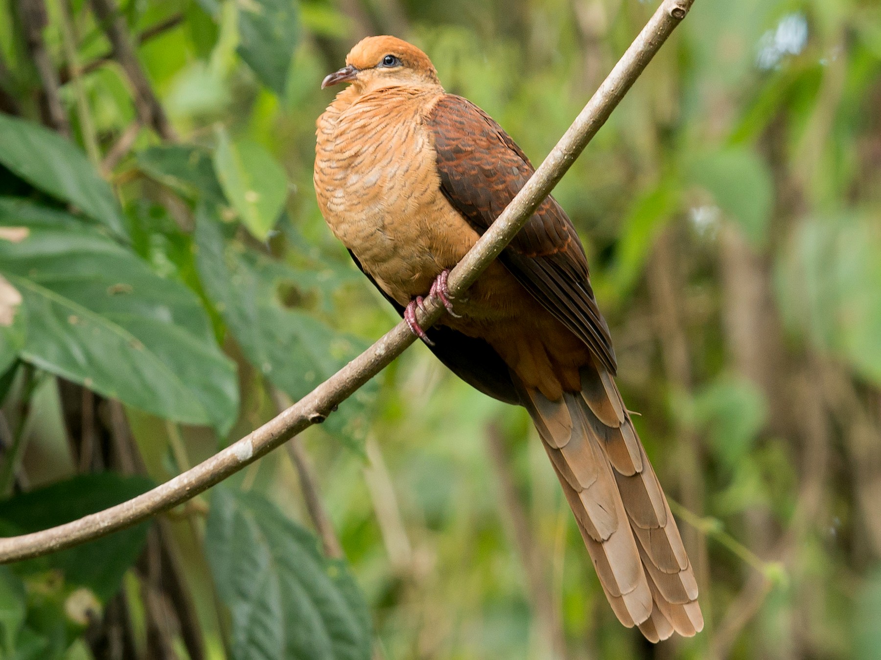 Sultan's Cuckoo-Dove - eBird