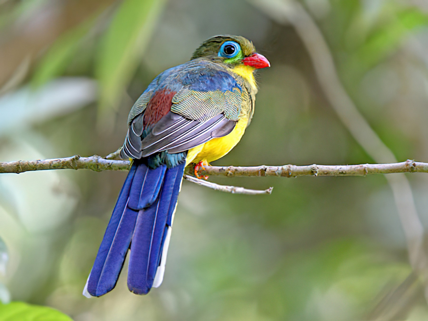 Trogón de Sumatra - eBird