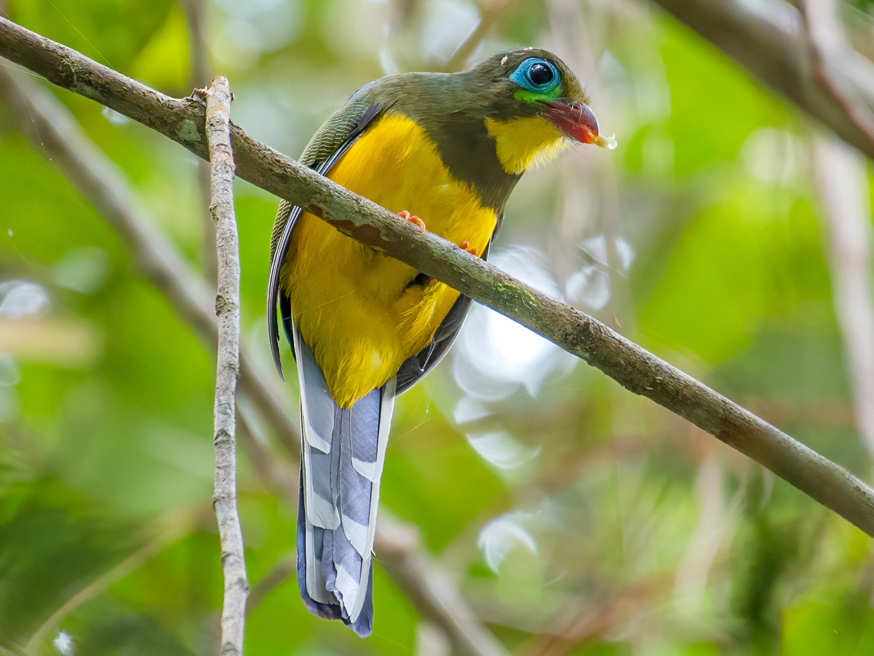 Sumatran Trogon - eBird