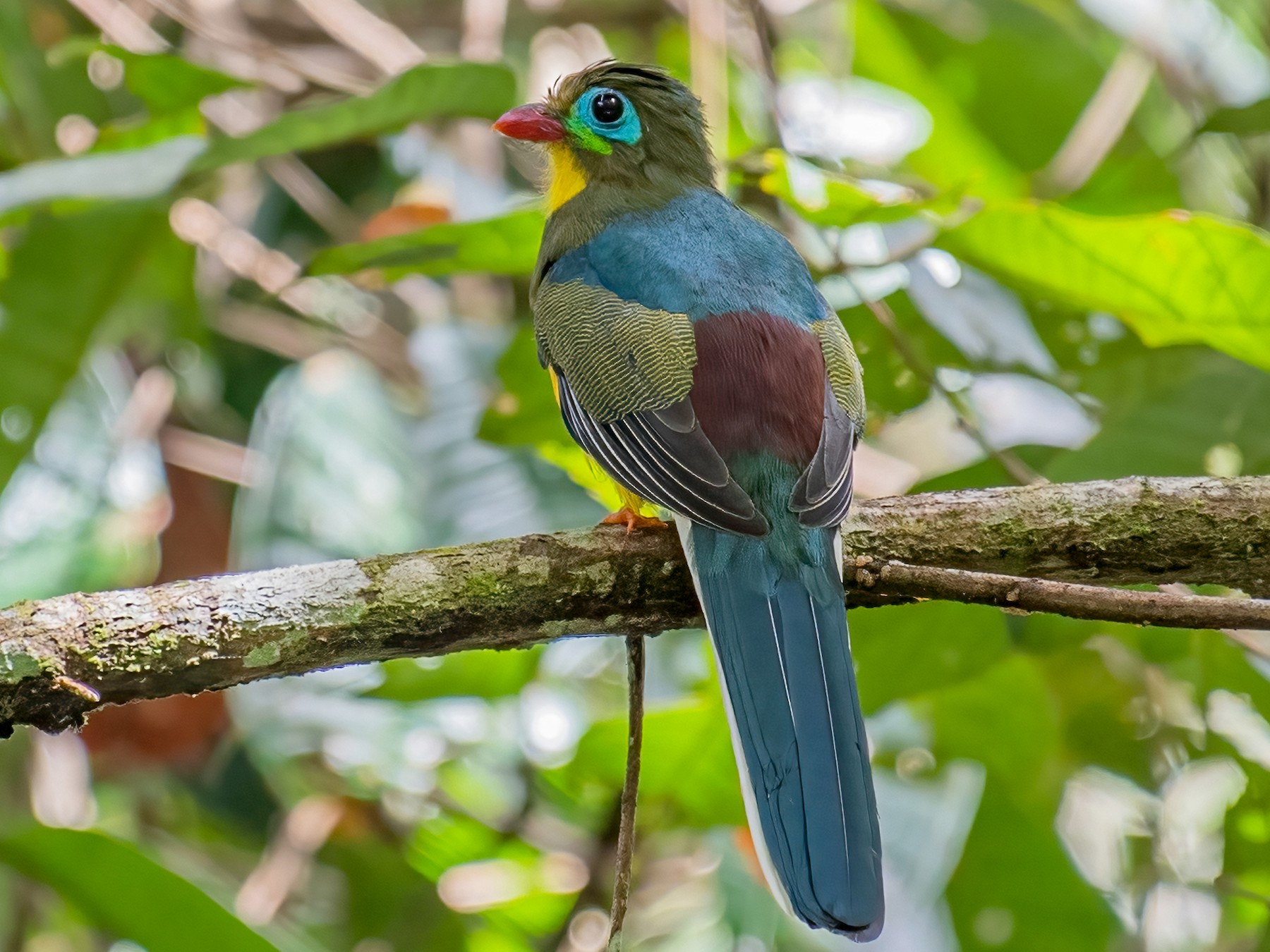 Sumatran Trogon - eBird