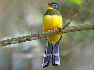 Sumatran Trogon - eBird