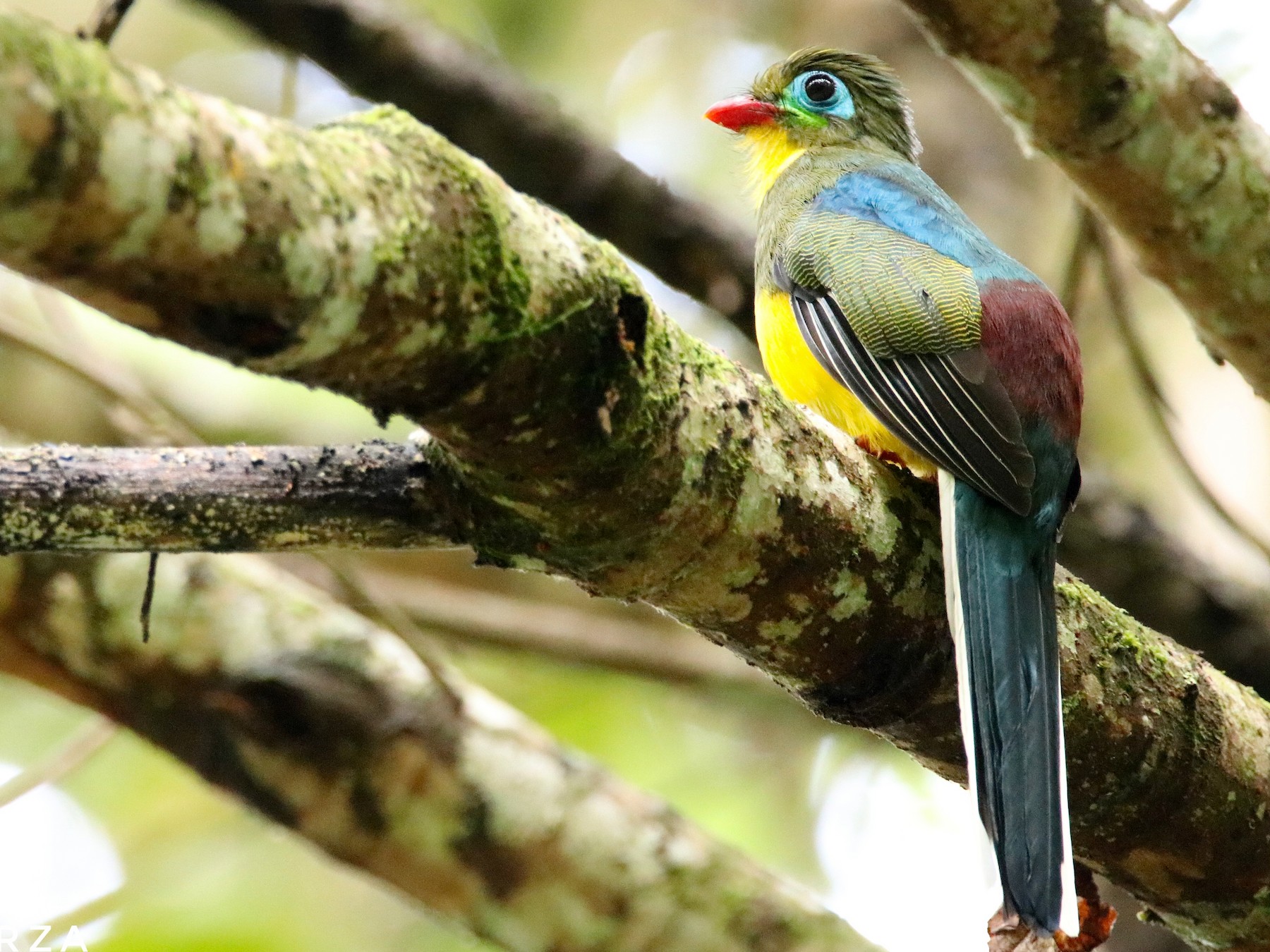 Sumatran Trogon - eBird