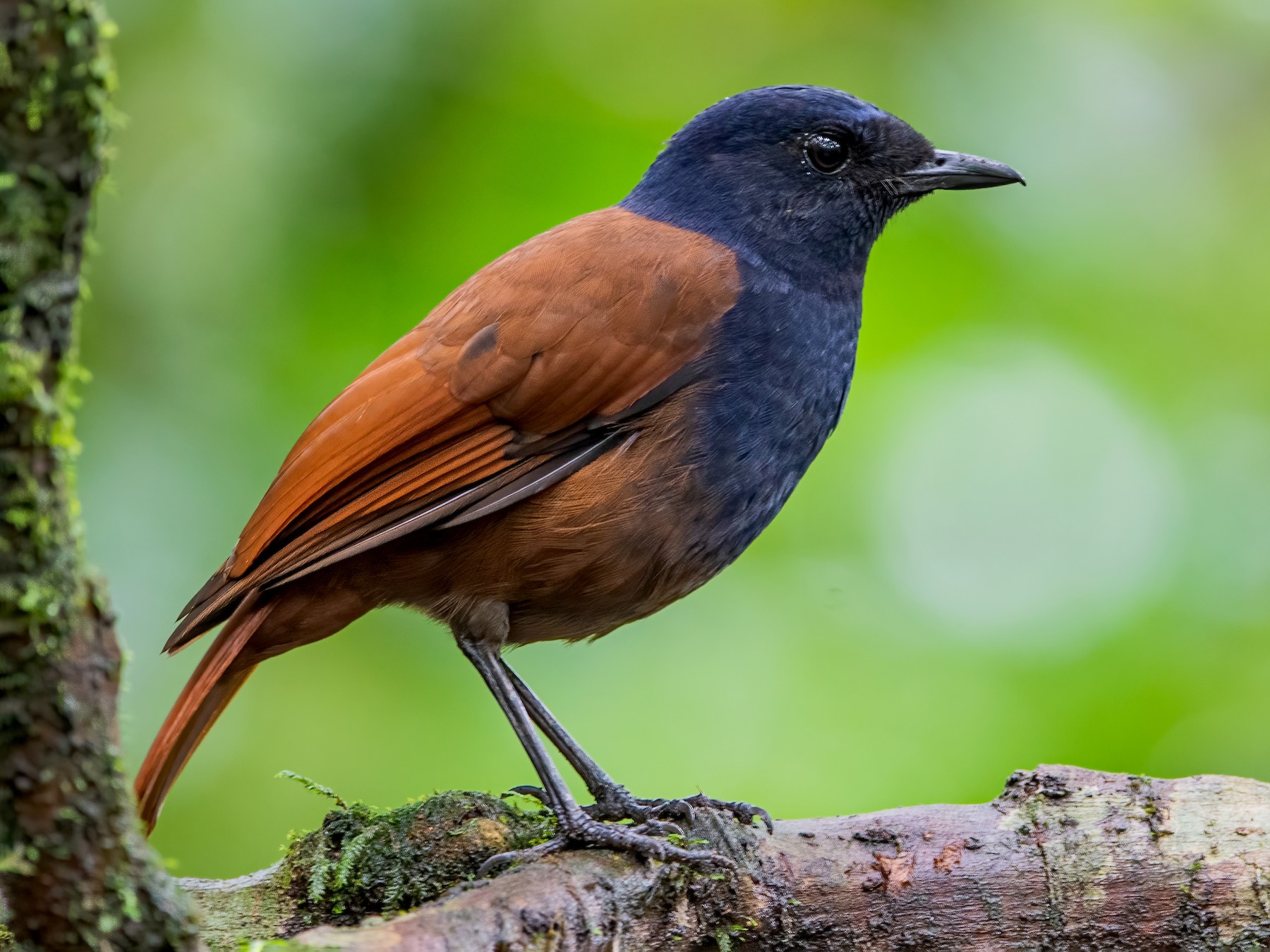 Ciung-batu kecil - eBird