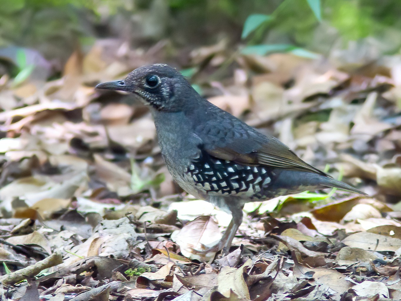 Zorzal de Andrómeda - eBird