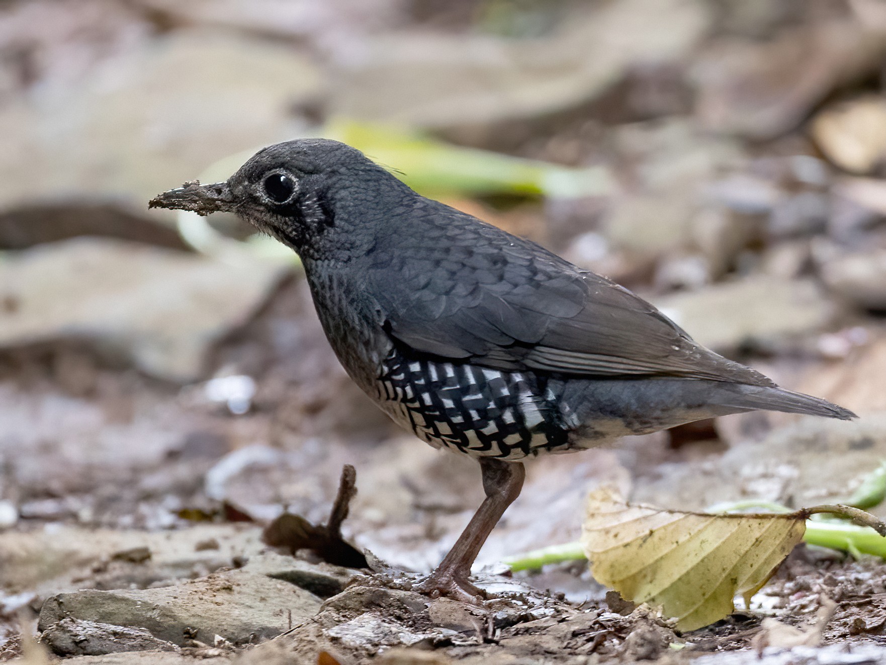 Sunda Thrush - eBird