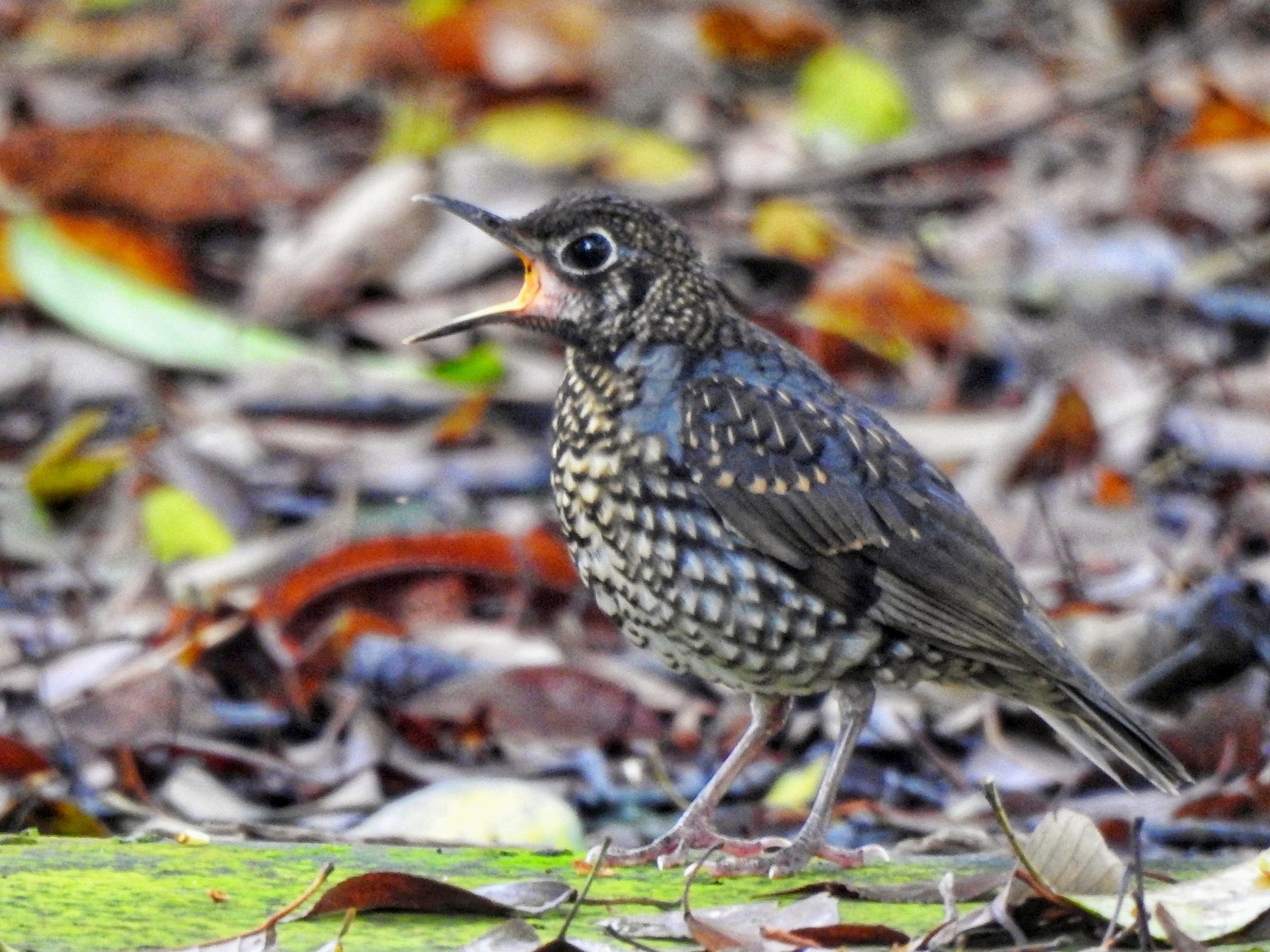 Sunda Thrush - eBird