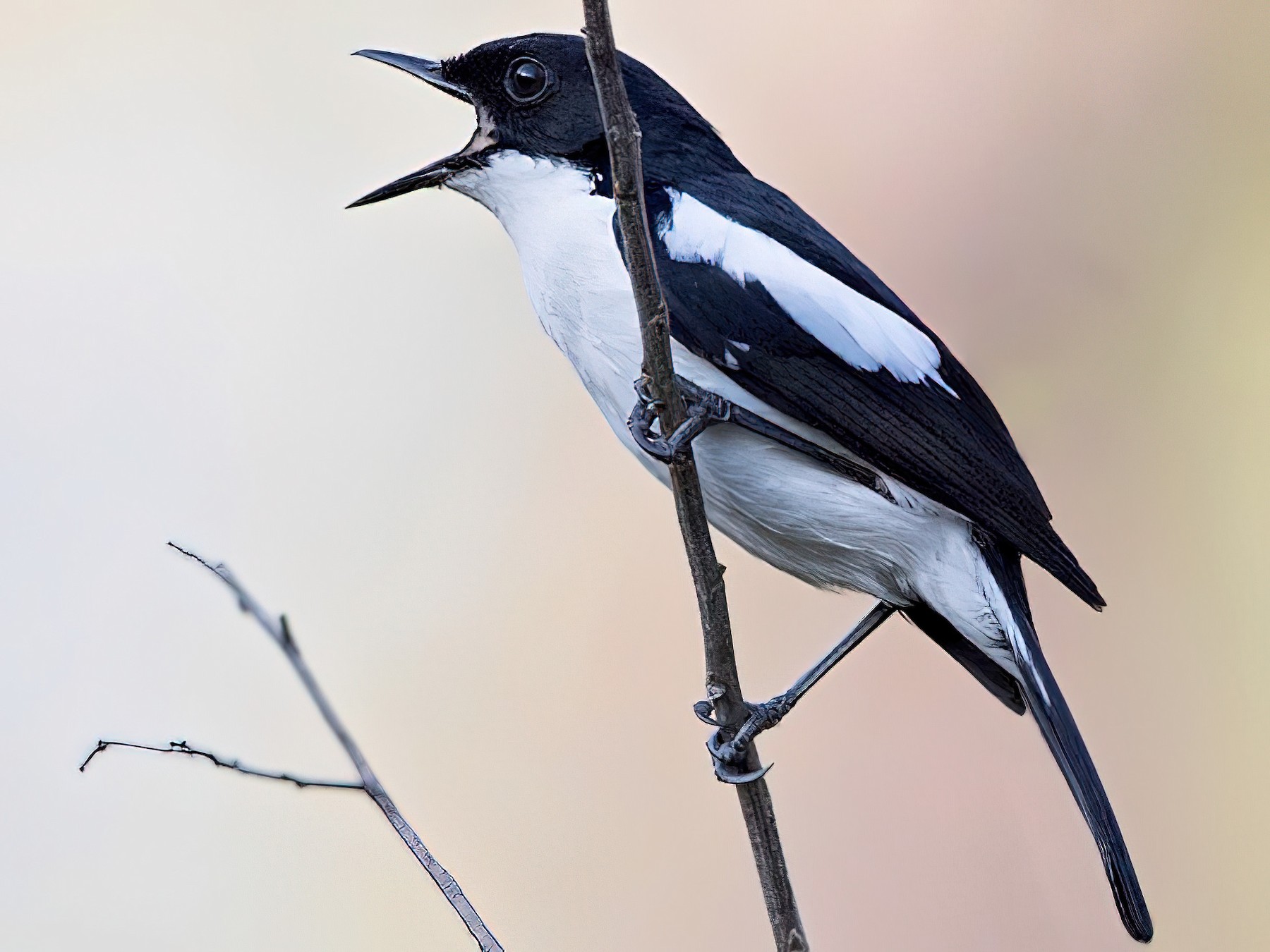 Timor Bushchat - eBird
