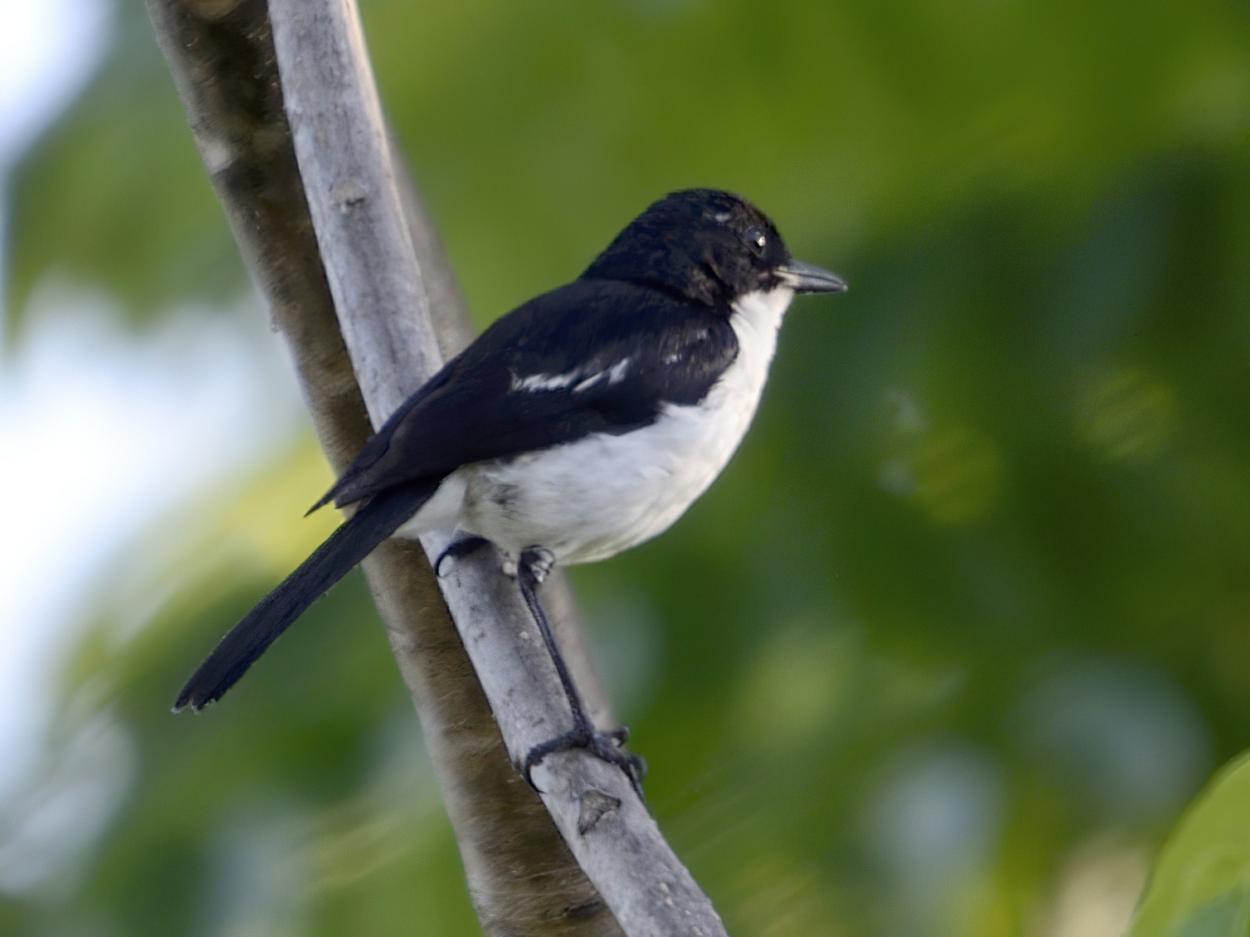 Timor Bushchat - eBird