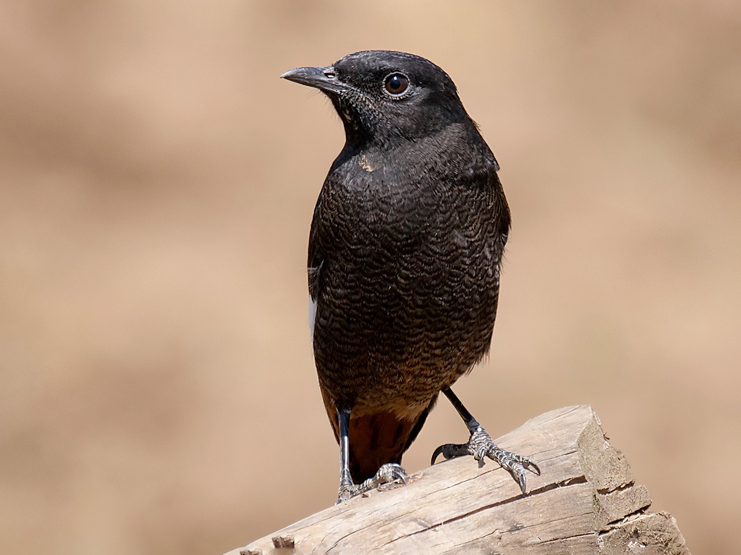 White-winged Cliff-Chat - eBird