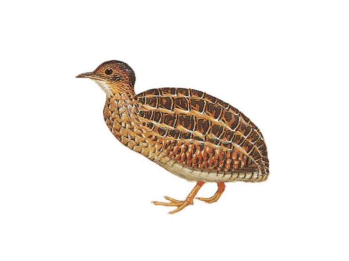 Dwarf Tinamou - Taoniscus nanus - Birds of the World