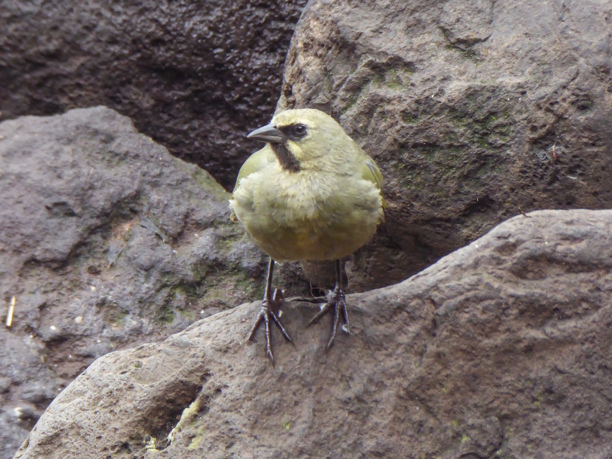 Gough Island Finch - Rowettia goughensis - Birds of the World