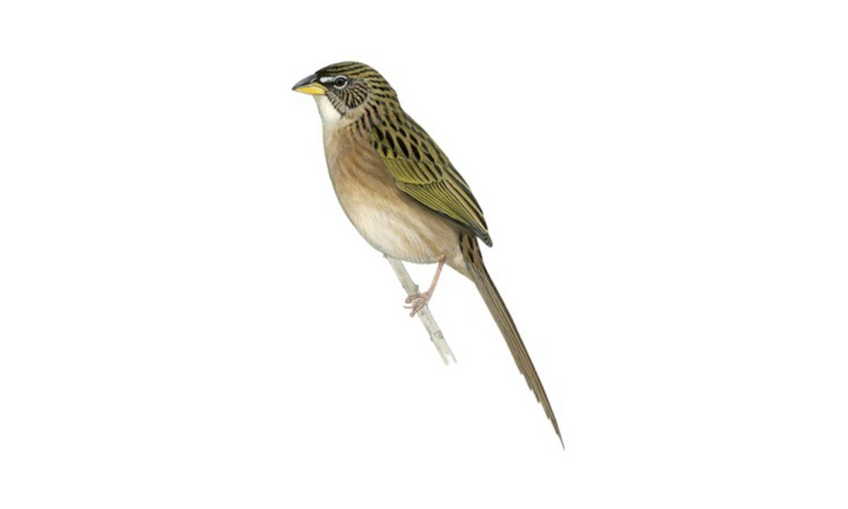 Duida Grass-Finch - Emberizoides duidae - Birds of the World