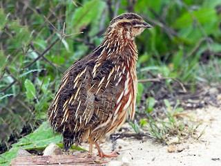 Common Quail - Coturnix coturnix - Birds of the World