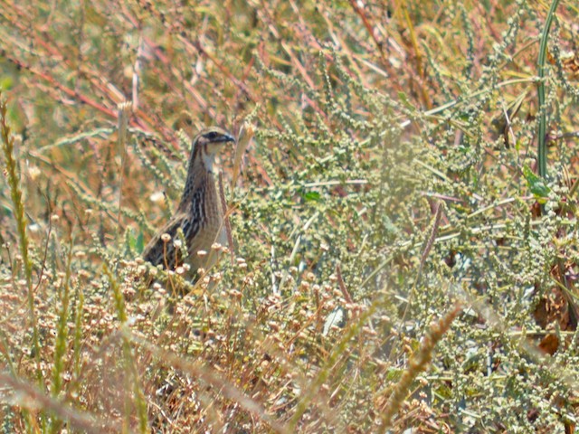 Common Quail Flying