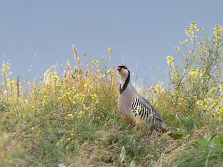 Rock Partridge - Alectoris graeca - Birds of the World
